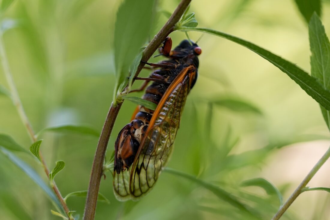 Collecting sex-crazed zombie cicadas on speed: Scientists track a bug ...